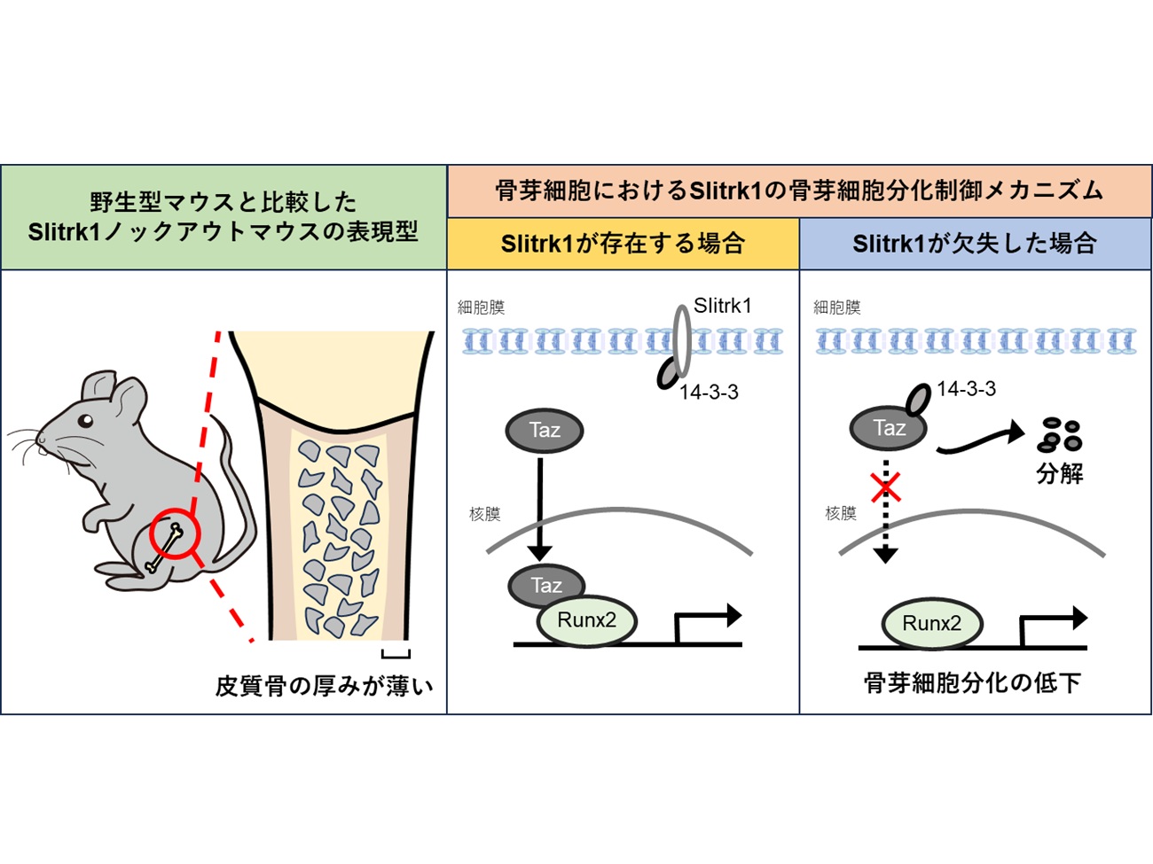 Neurite formation factor increases bone thickness... - EDUONE Pass
