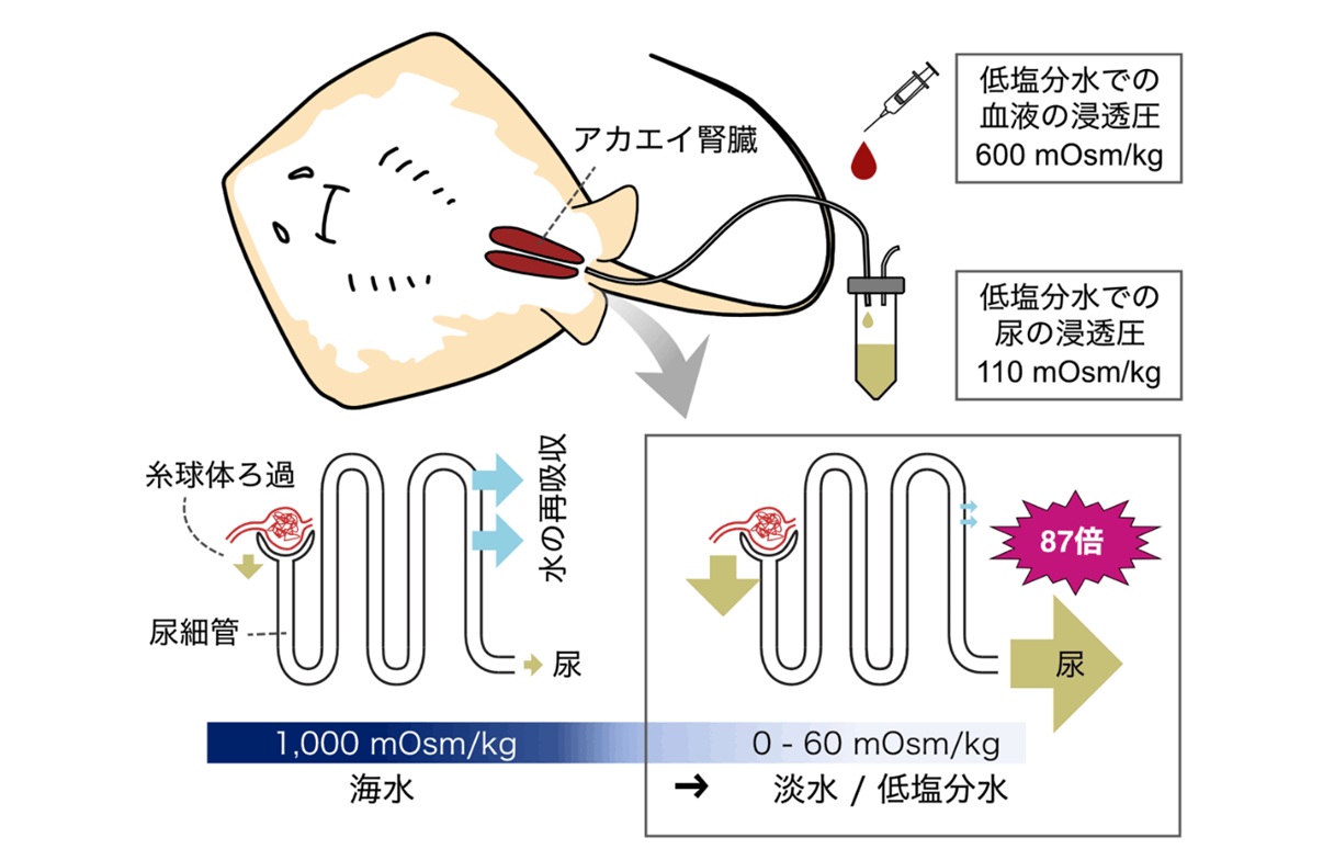 エイの淡水適応を支える驚異... - EDUONE Pass