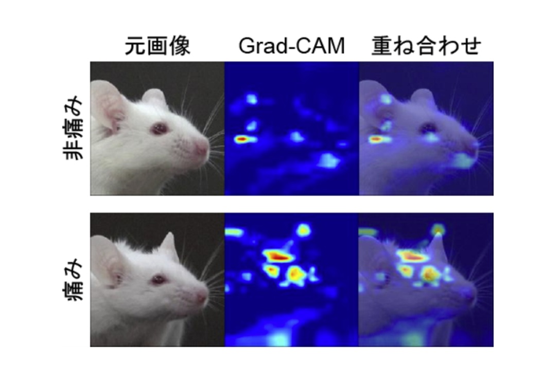 Quantifying mouse pain using AI... - EDUONE Pass